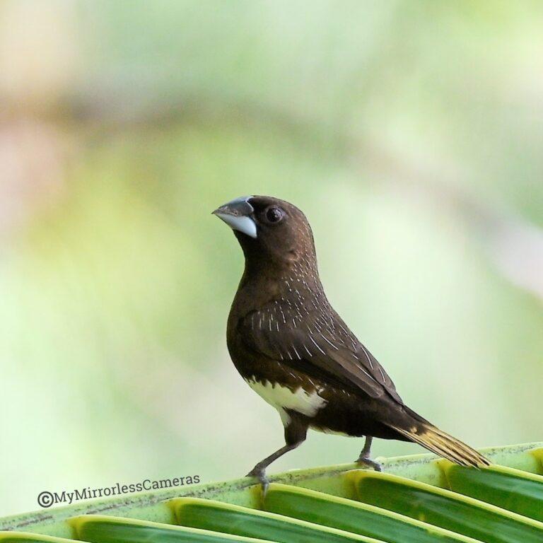 Ron’s Personal Bird watching Diary - MY MIRRORLESS CAMERAS