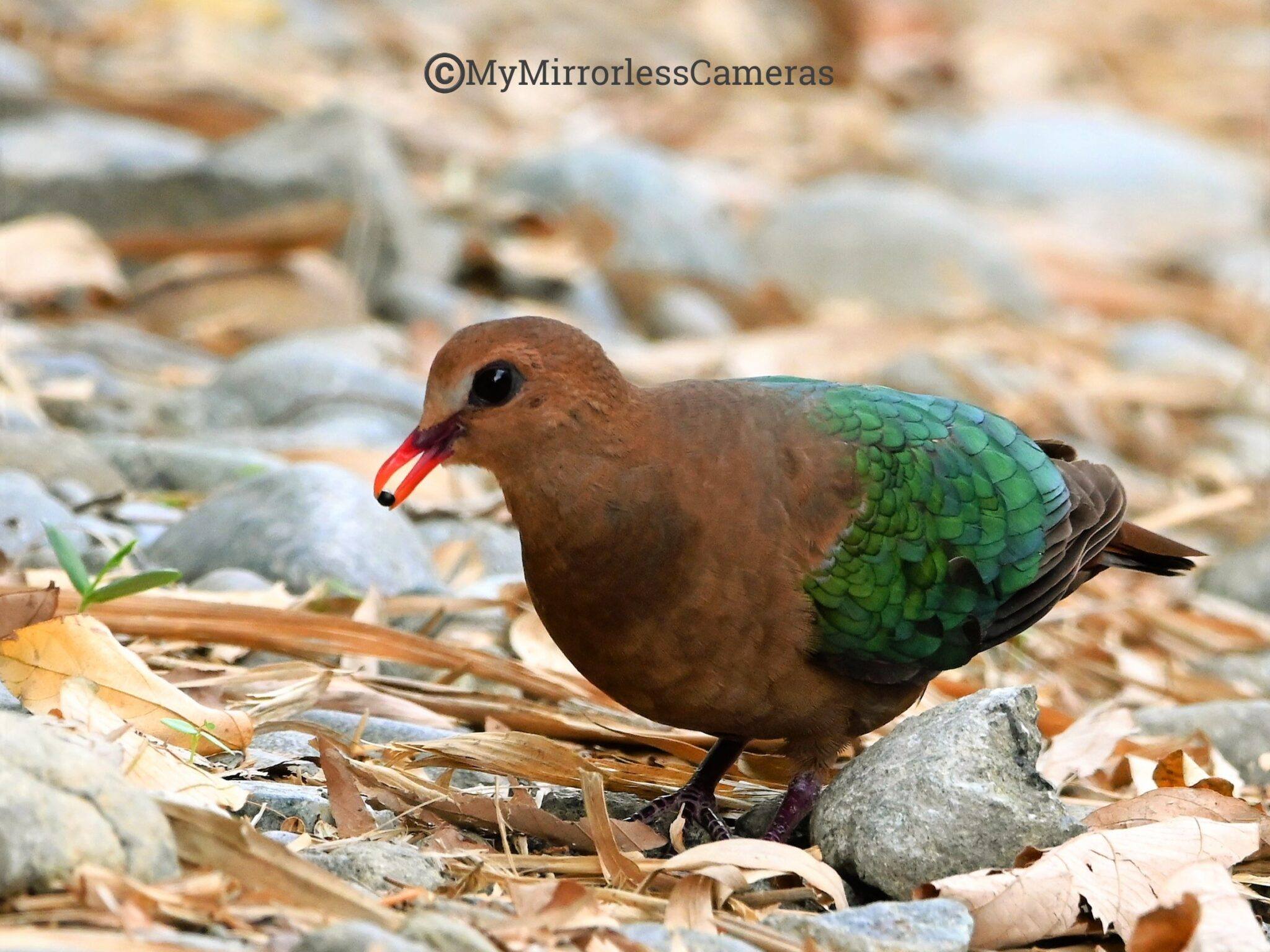 Ron’s Personal Bird watching Diary - MY MIRRORLESS CAMERAS