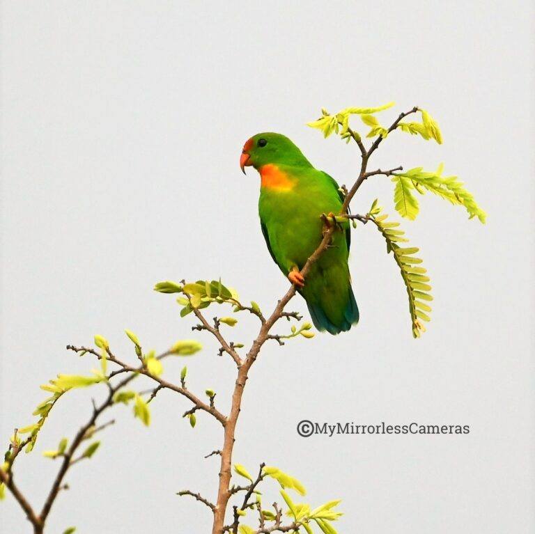 Ron’s Personal Bird watching Diary - MY MIRRORLESS CAMERAS